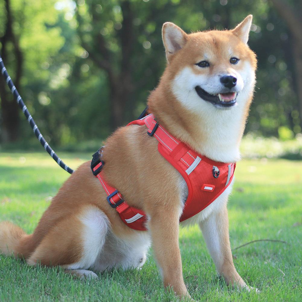 No-Pull Comfort Harness for Happy Dogs – Tambo Pet Mart